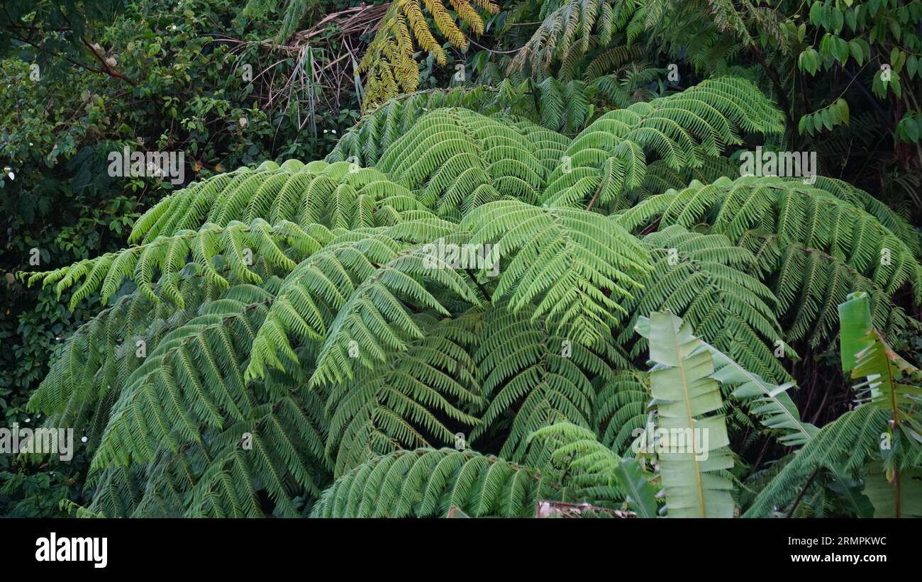 Jambi penawar hi-res stock photography and images - Alamy
