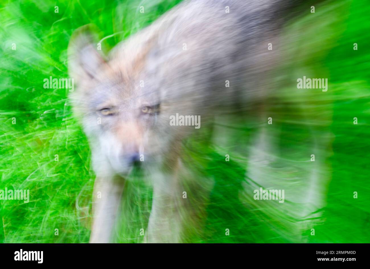 Springe, Germany. 29th Aug, 2023. A wolf stands in the enclosure at the ...