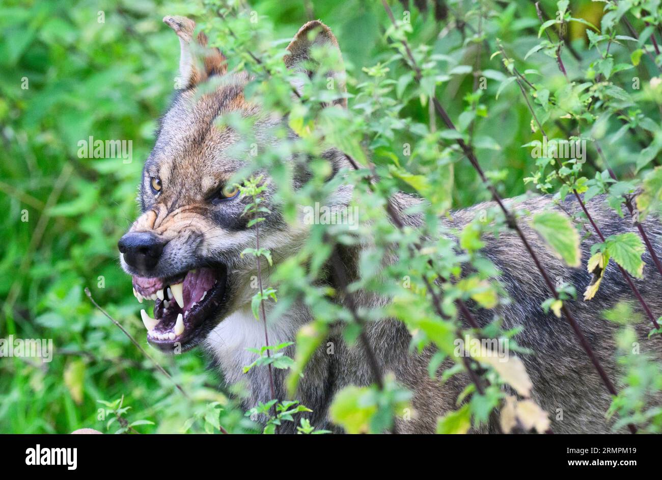 Springe, Germany. 29th Aug, 2023. A wolf bares its teeth in the ...