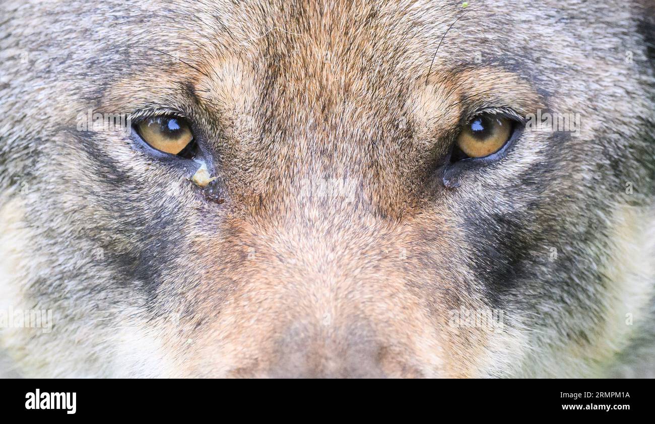 Springe, Germany. 29th Aug, 2023. A wolf stands in the enclosure at the ...