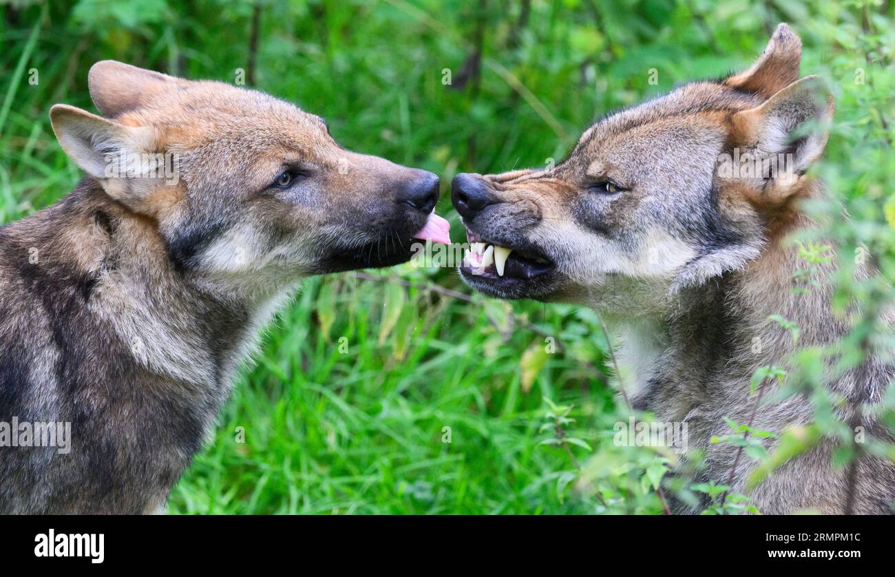 Springe, Germany. 29th Aug, 2023. A young wolf (l) stands with a parent ...