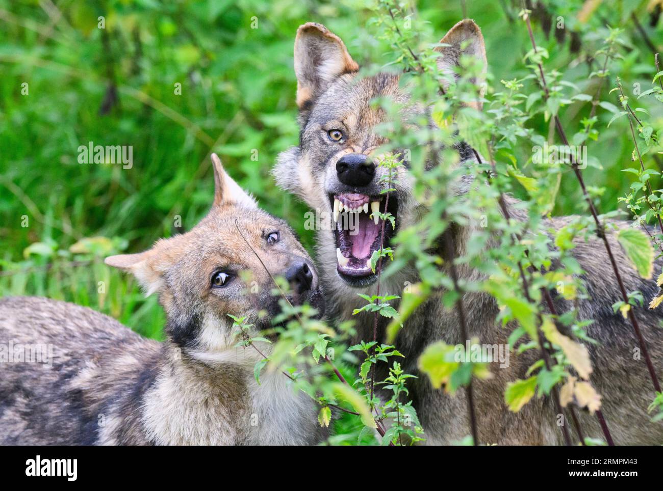 Wolf baring teeth hi-res stock photography and images - Alamy