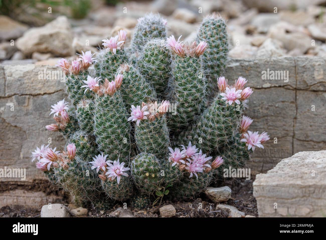 Whitecolumn foxtail cactus hi-res stock photography and images - Alamy