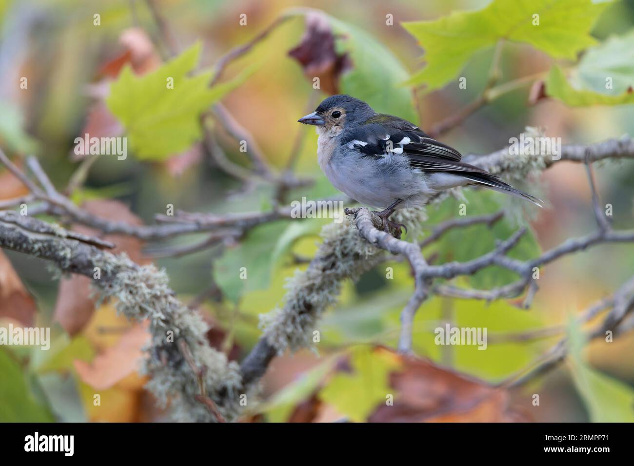 African chaffinch hi-res stock photography and images - Alamy