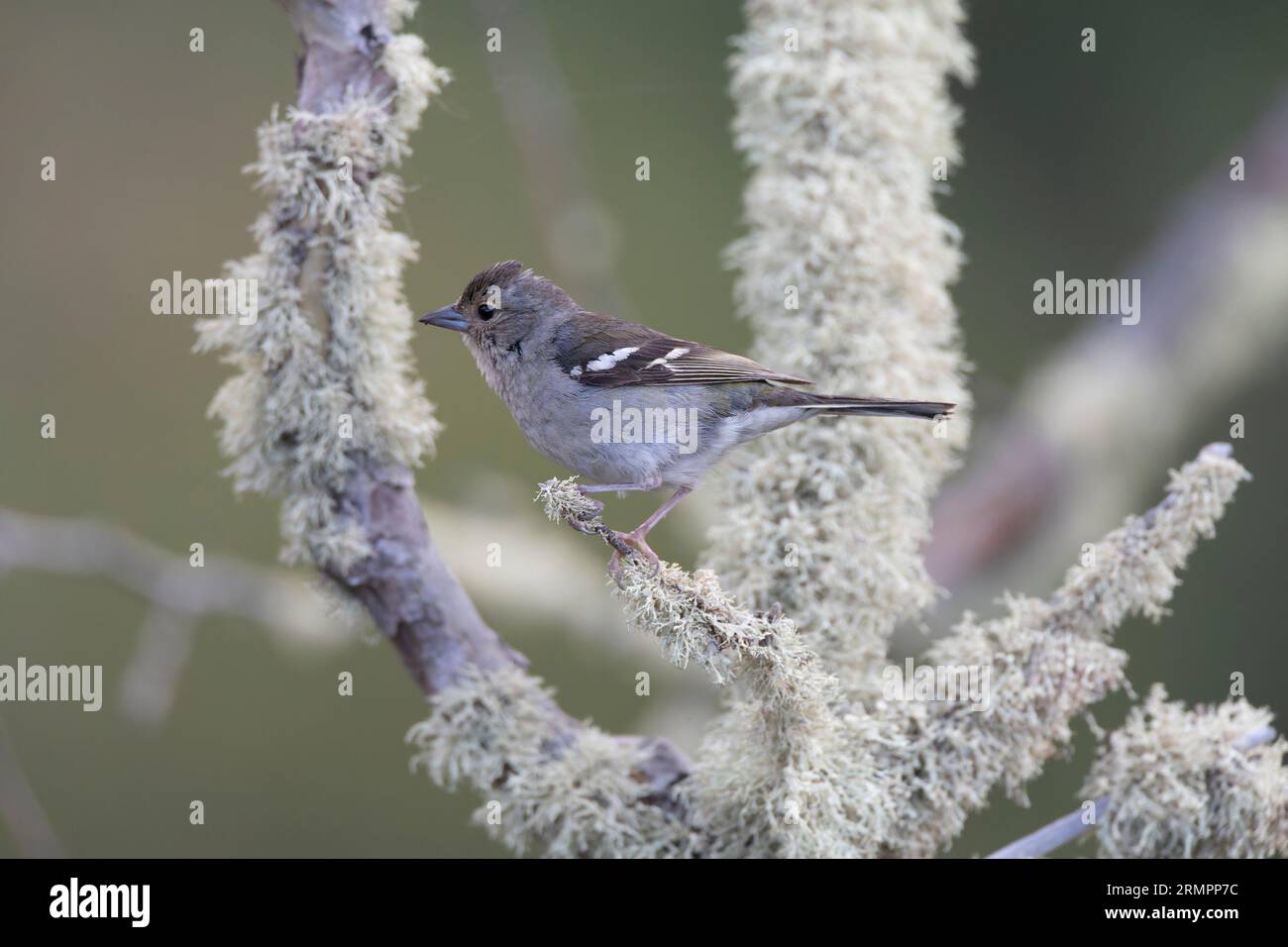 Endemic Madeira Chaffinch, Fringilla maderensis, on the north Atlantic ...