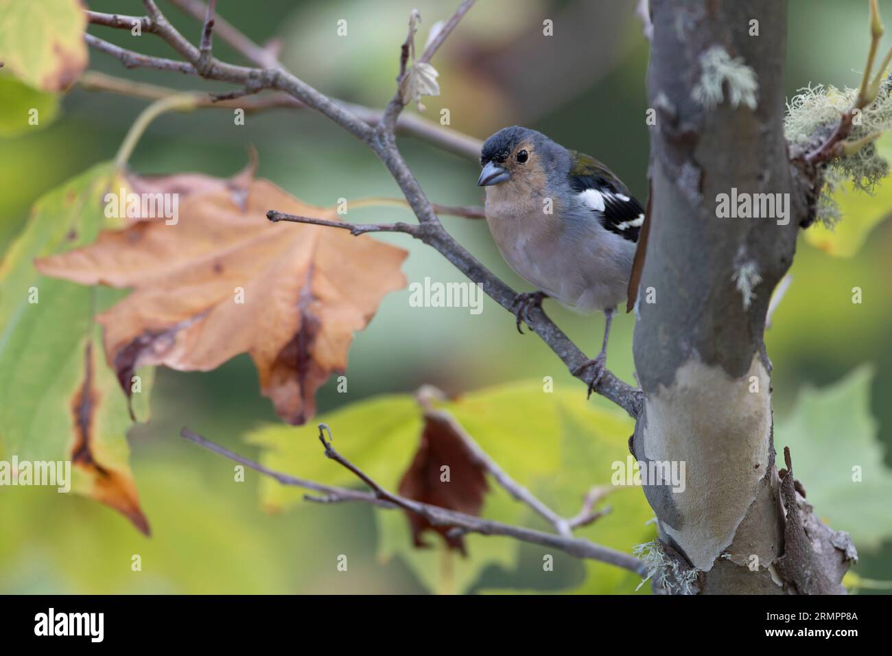 Endemic Madeira Chaffinch, Fringilla maderensis, on the north Atlantic ...