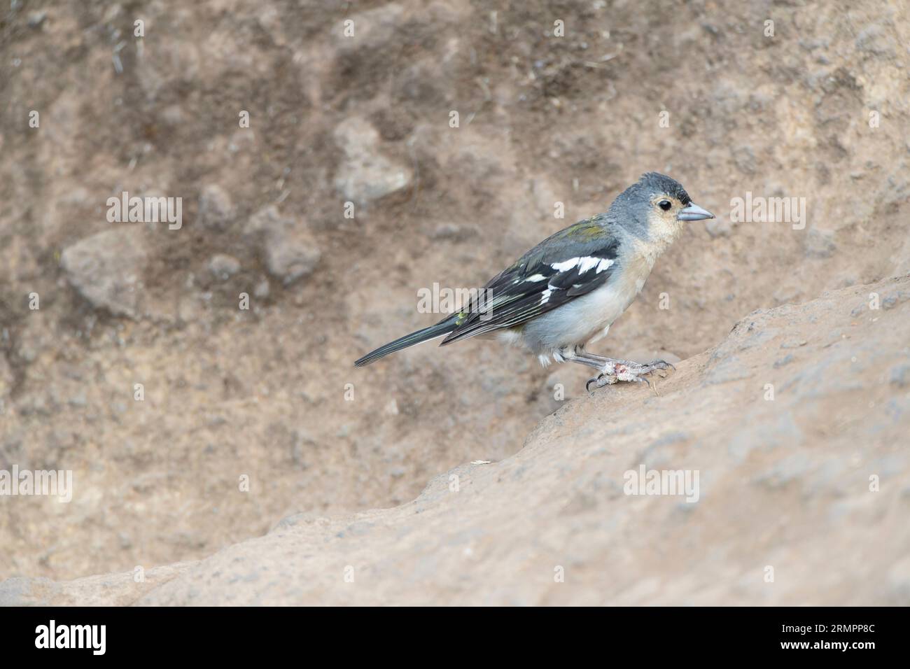 Endemic Madeira Chaffinch, Fringilla maderensis, on the north Atlantic ...