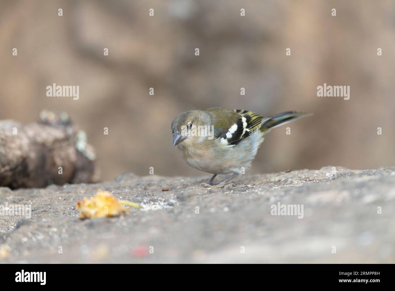 Endemic Madeira Chaffinch, Fringilla maderensis, on the north Atlantic ...