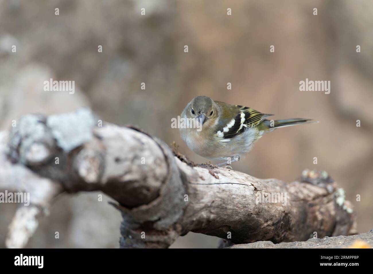 Endemic Madeira Chaffinch, Fringilla maderensis, on the north Atlantic ...