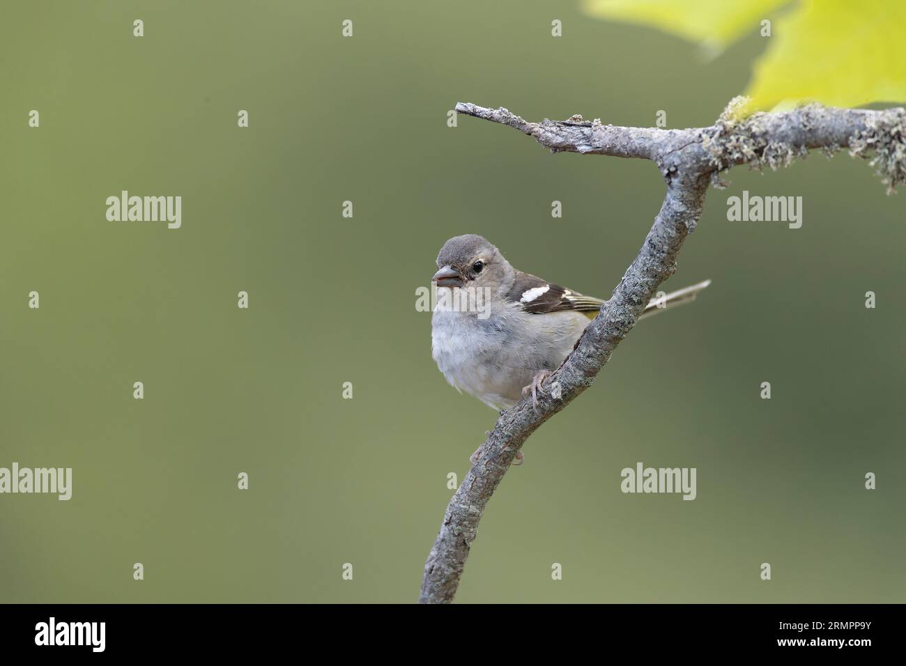 African chaffinch hi-res stock photography and images - Alamy