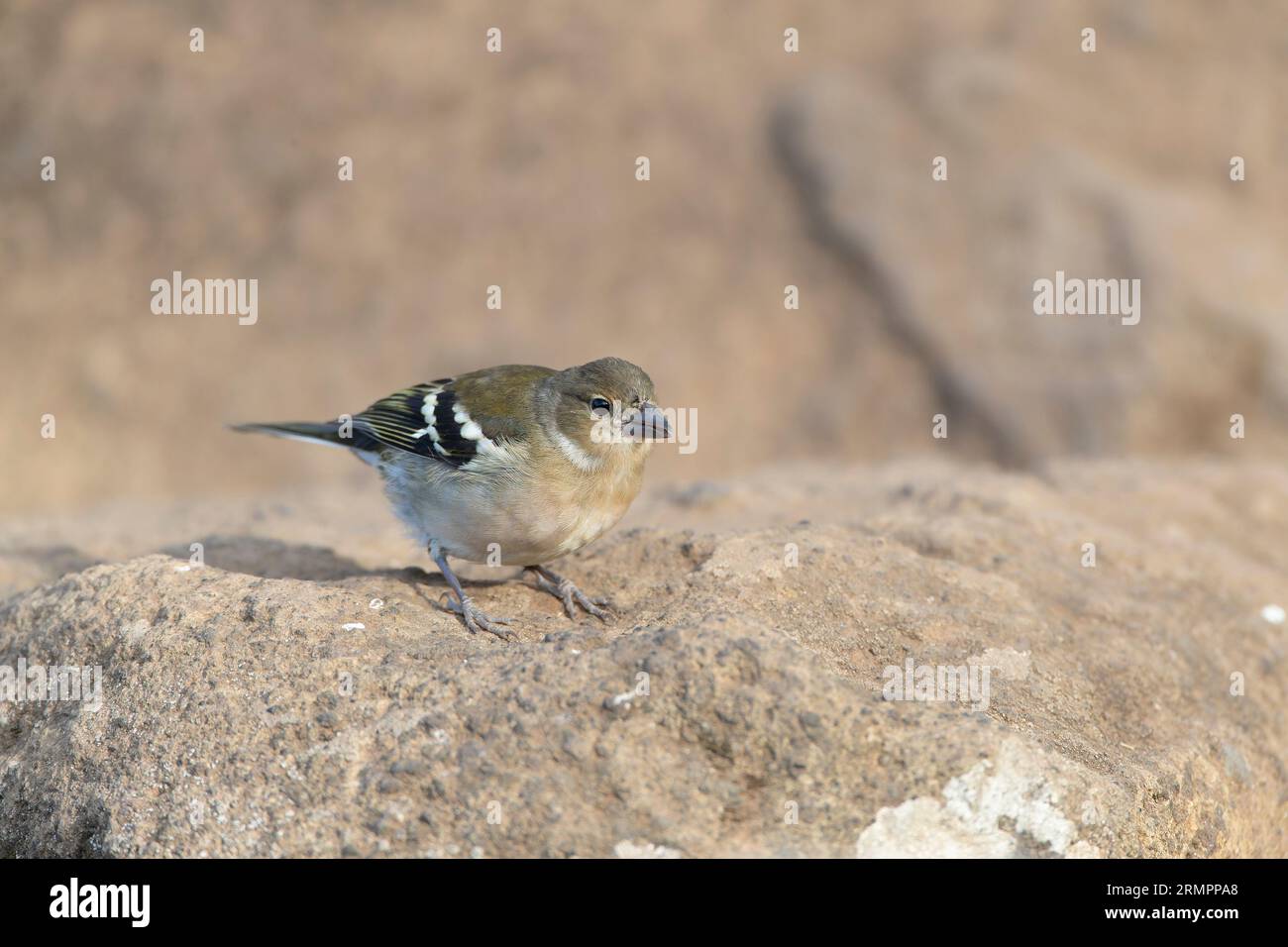 Endemic Madeira Chaffinch, Fringilla maderensis, on the north Atlantic ...