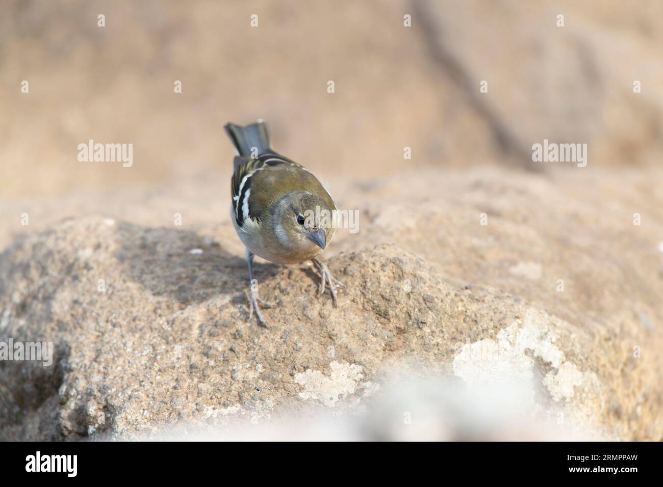 Endemic Madeira Chaffinch, Fringilla maderensis, on the north Atlantic ...