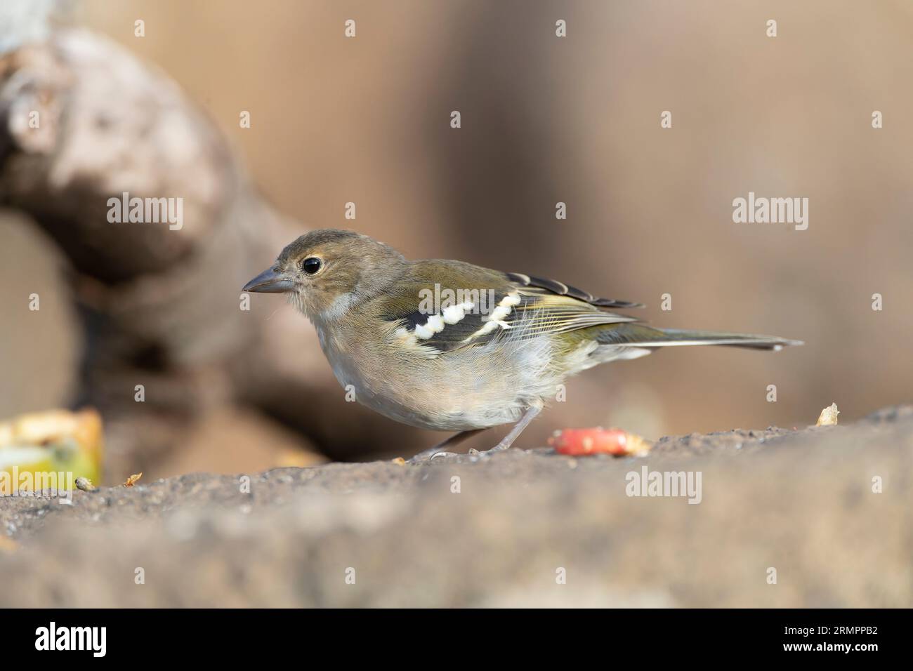 African chaffinch hi-res stock photography and images - Alamy
