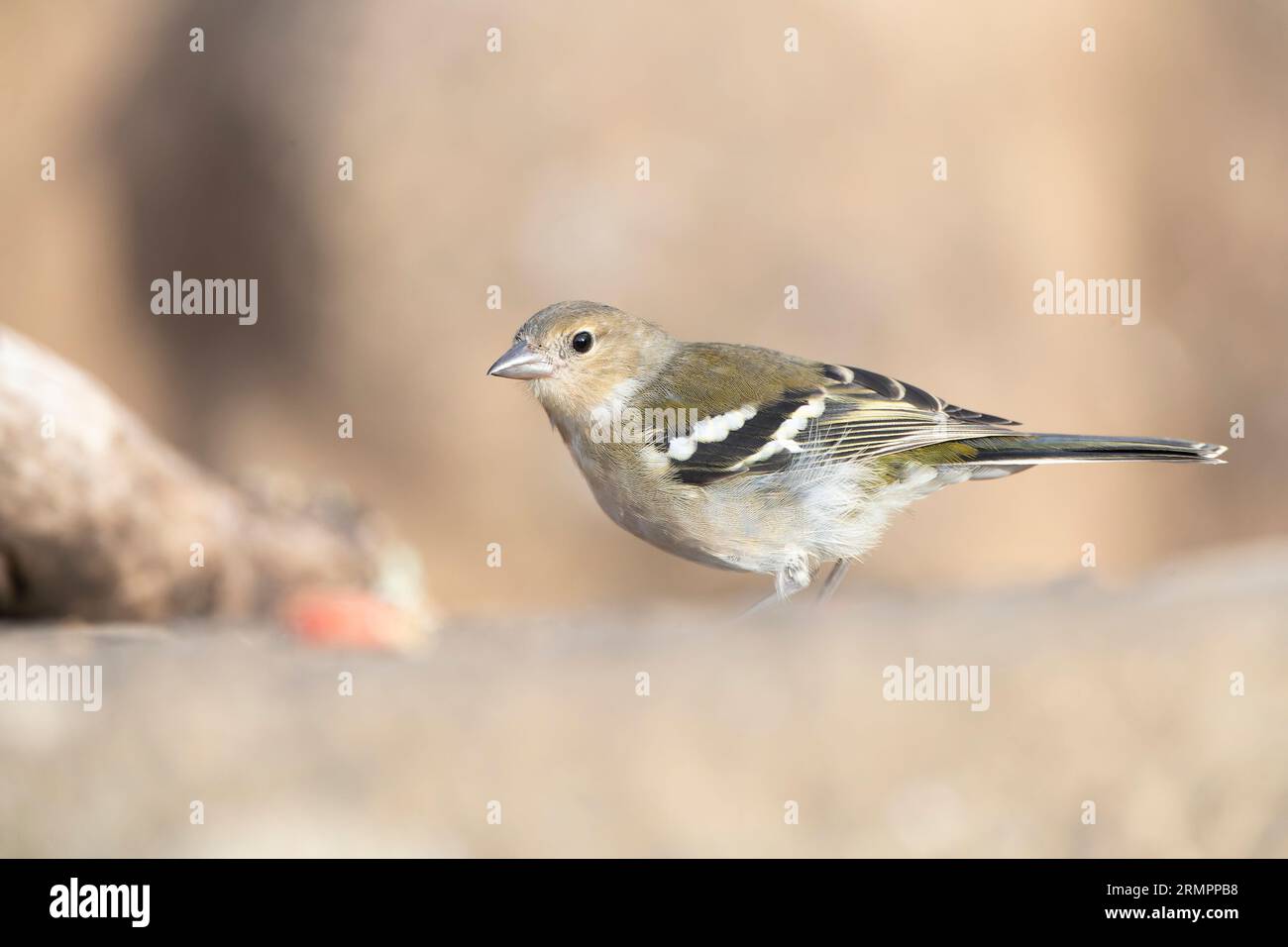 Endemic Madeira Chaffinch, Fringilla maderensis, on the north Atlantic ...