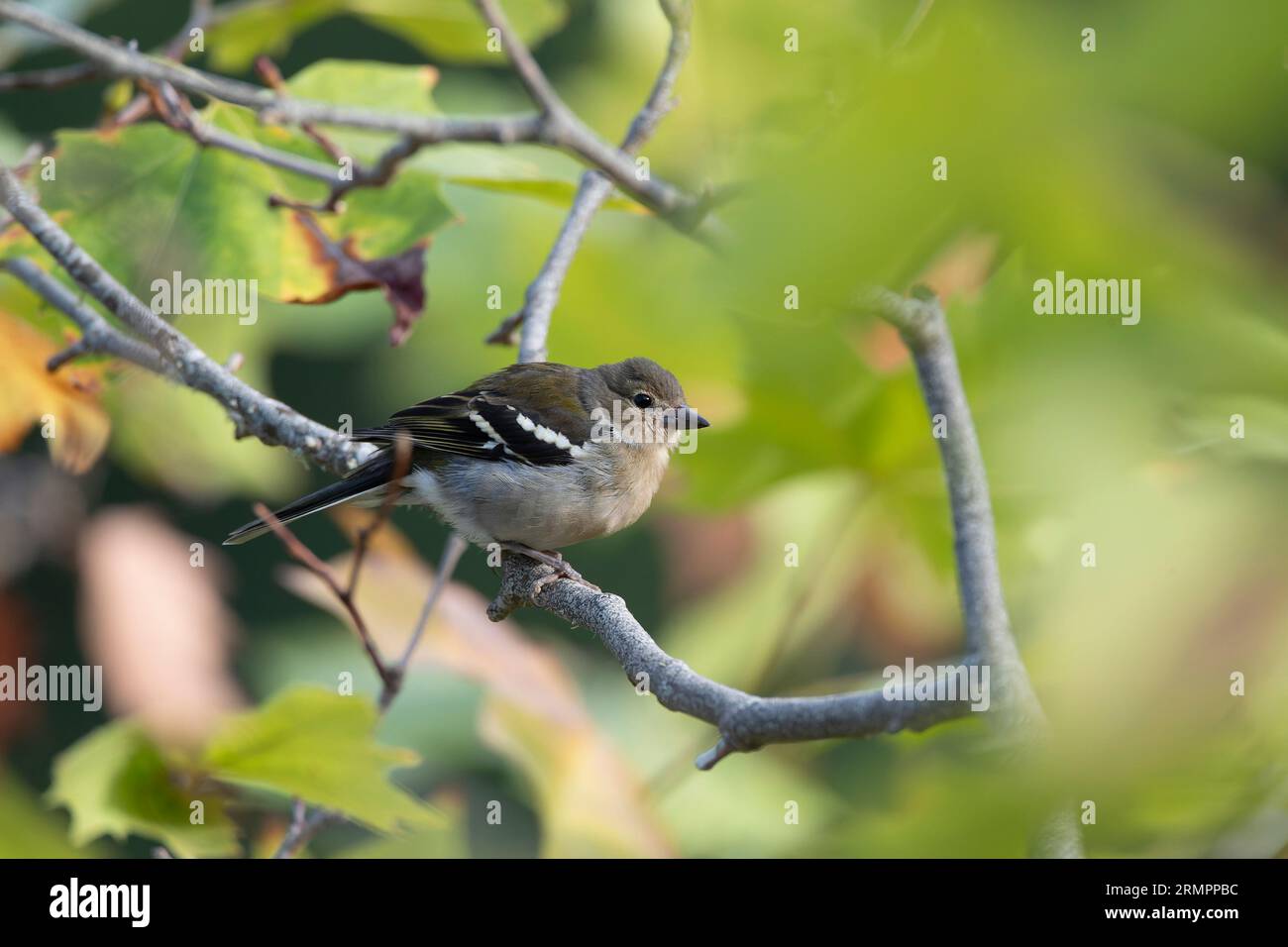 Endemic Madeira Chaffinch, Fringilla maderensis, on the north Atlantic ...