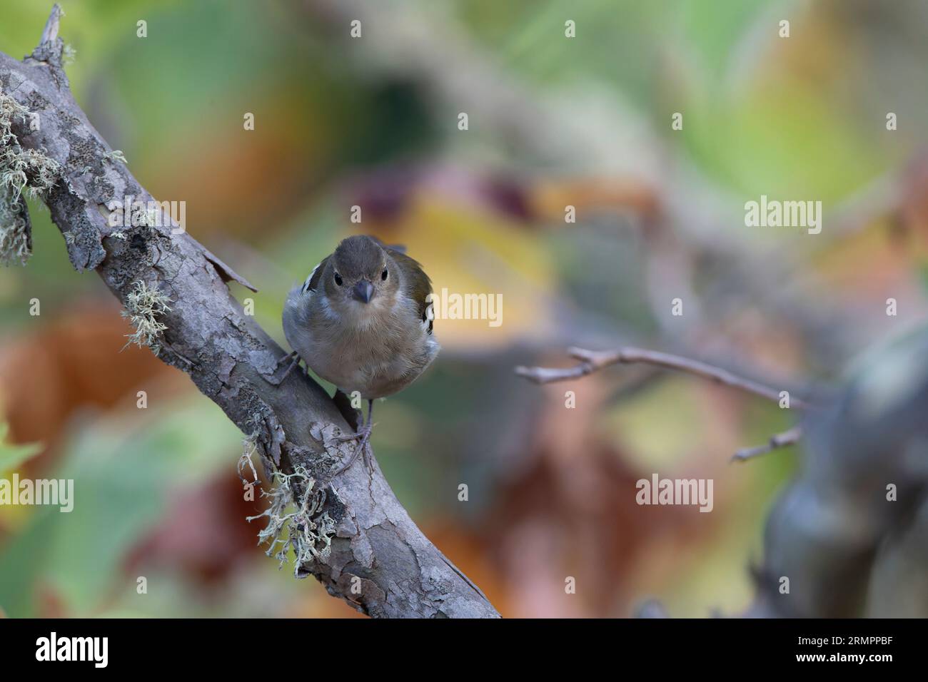 African chaffinch hi-res stock photography and images - Alamy