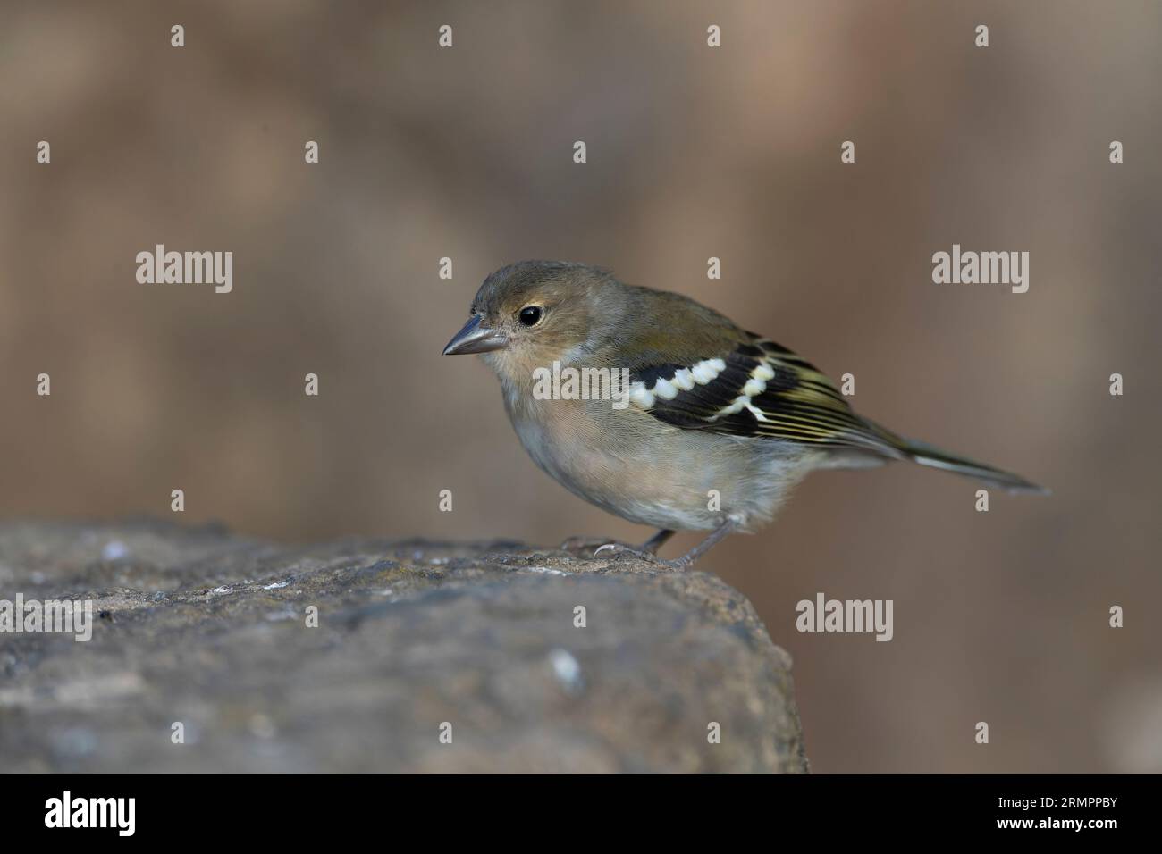 Endemic Madeira Chaffinch, Fringilla maderensis, on the north Atlantic ...