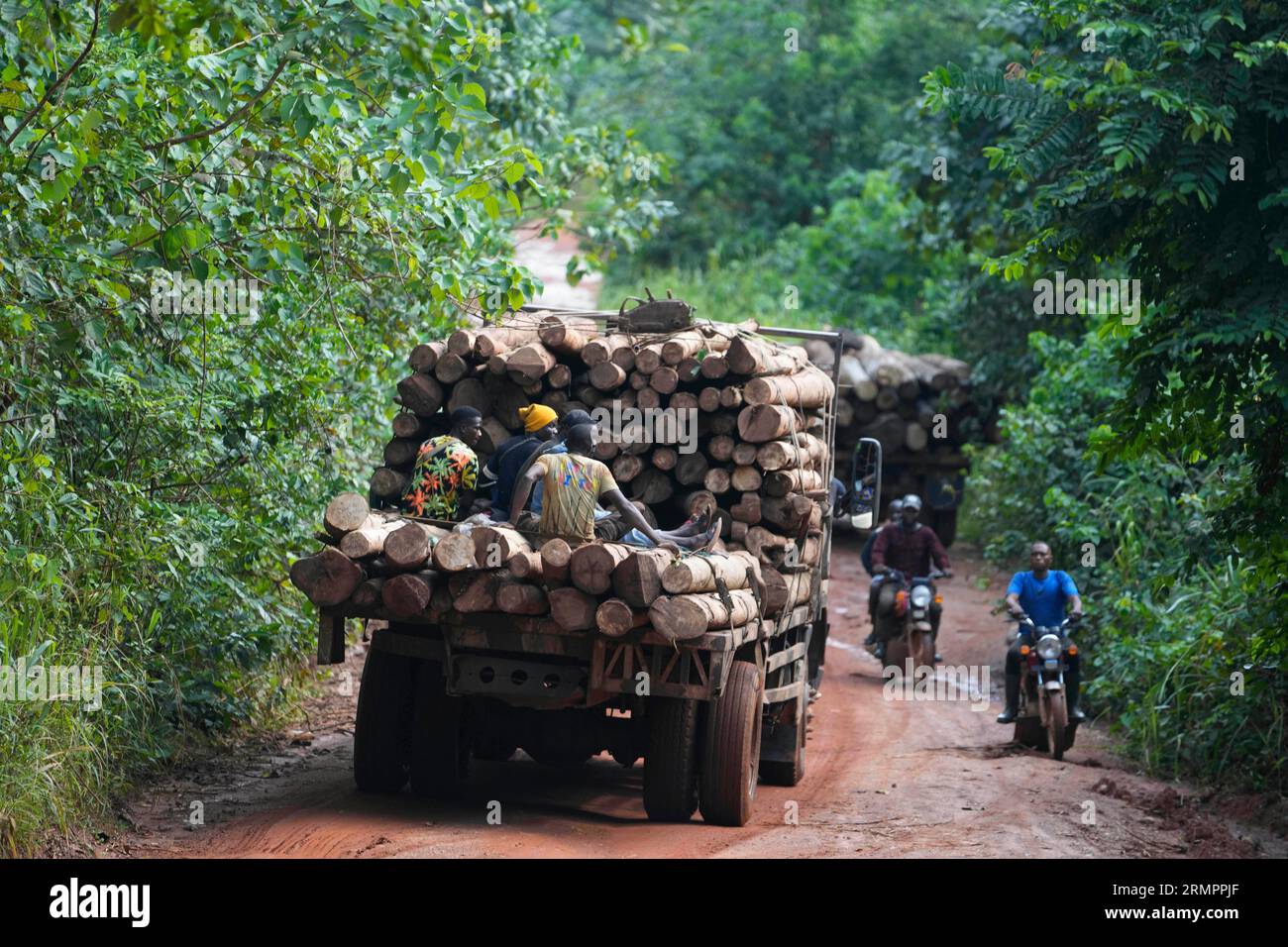Loggers transport timber inside the Omo Forest Reserve in Nigeria on ...
