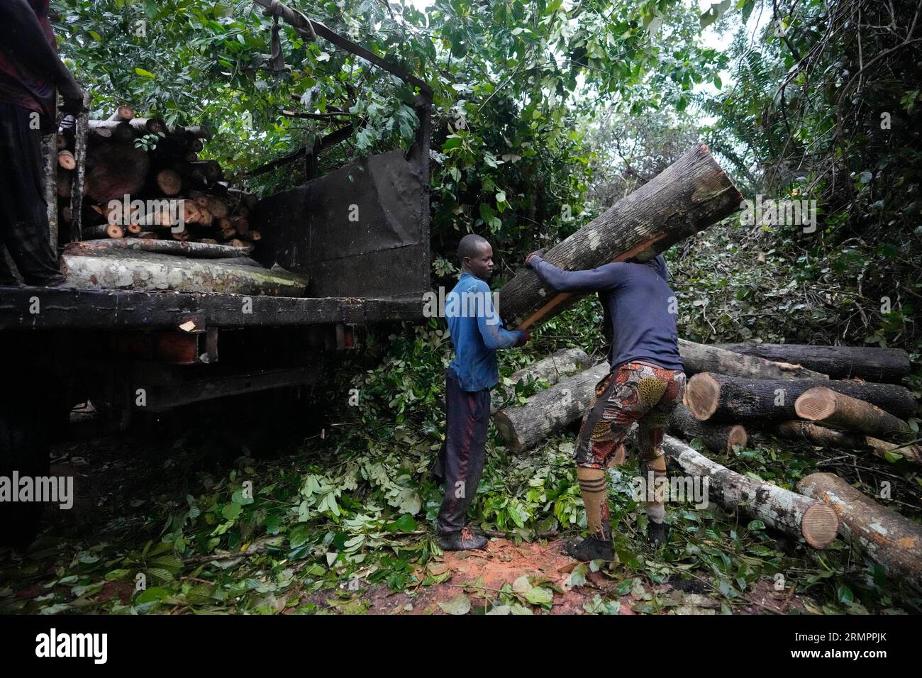 Loggers load timber onto a truck inside the Omo Forest Reserve in ...