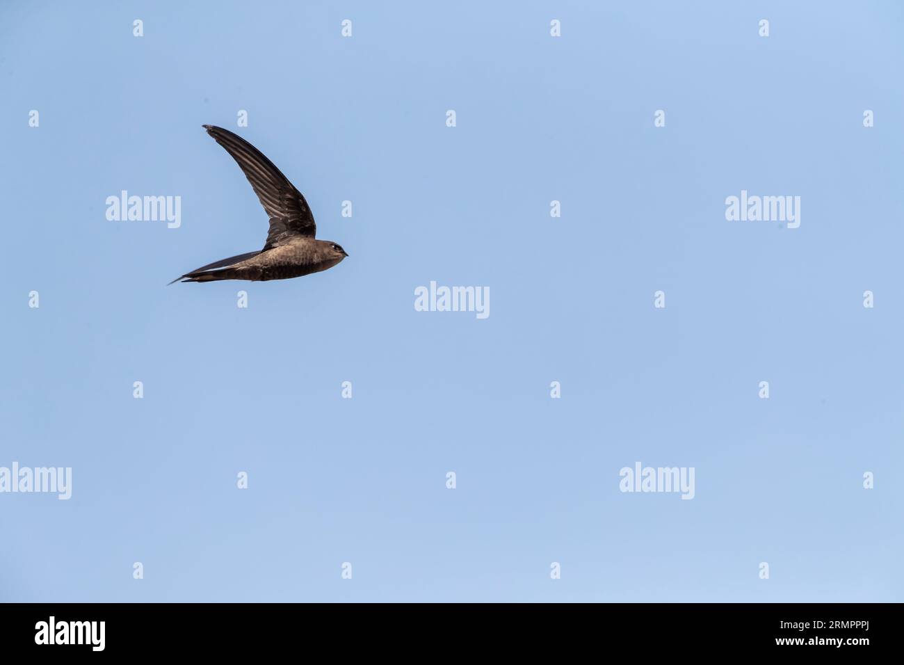 Plain Swift (Apus unicolor) in flight on island of Madeira Stock Photo - Alamy