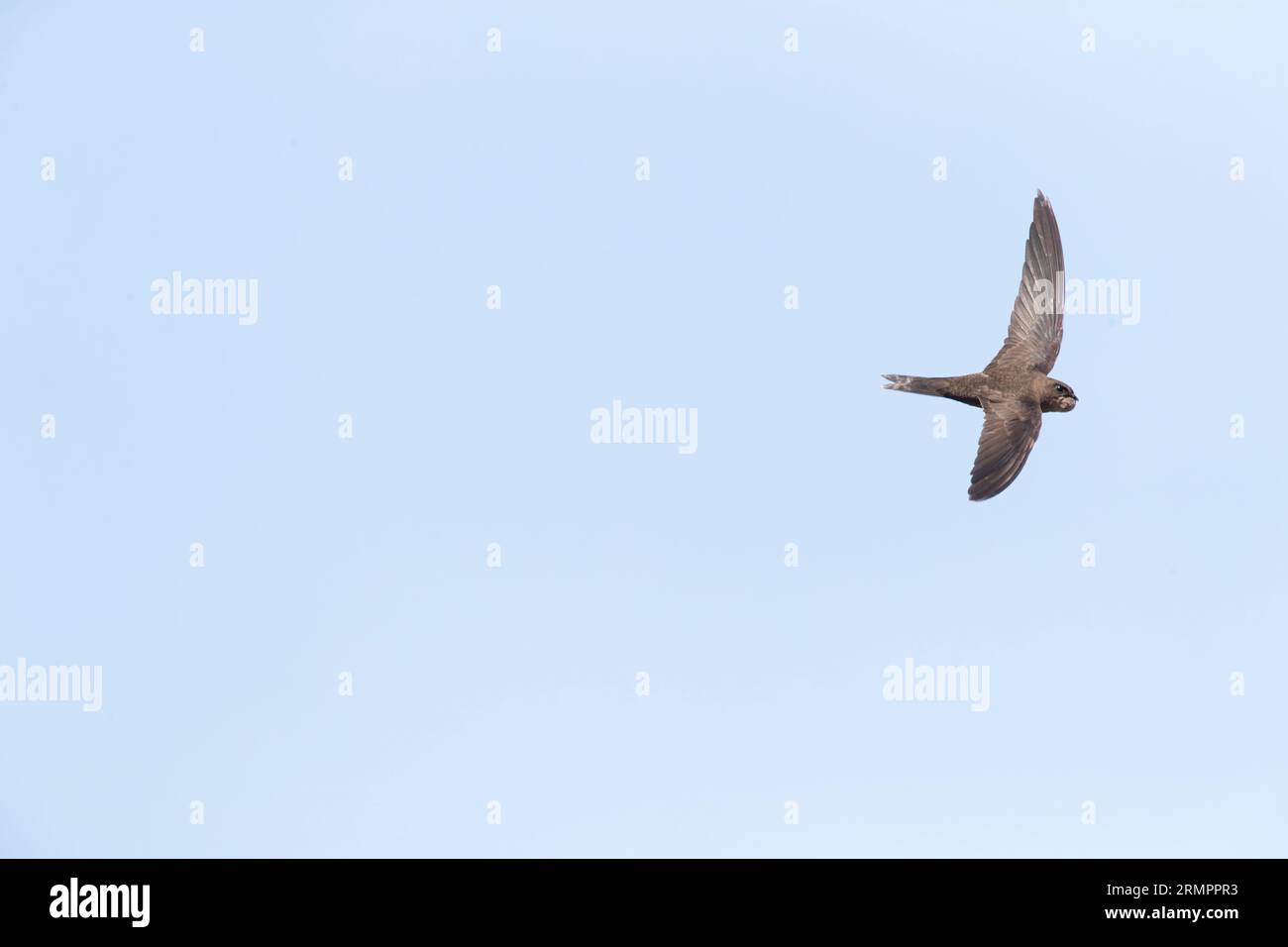 Plain Swift (Apus unicolor) in flight on island of Madeira Stock Photo - Alamy
