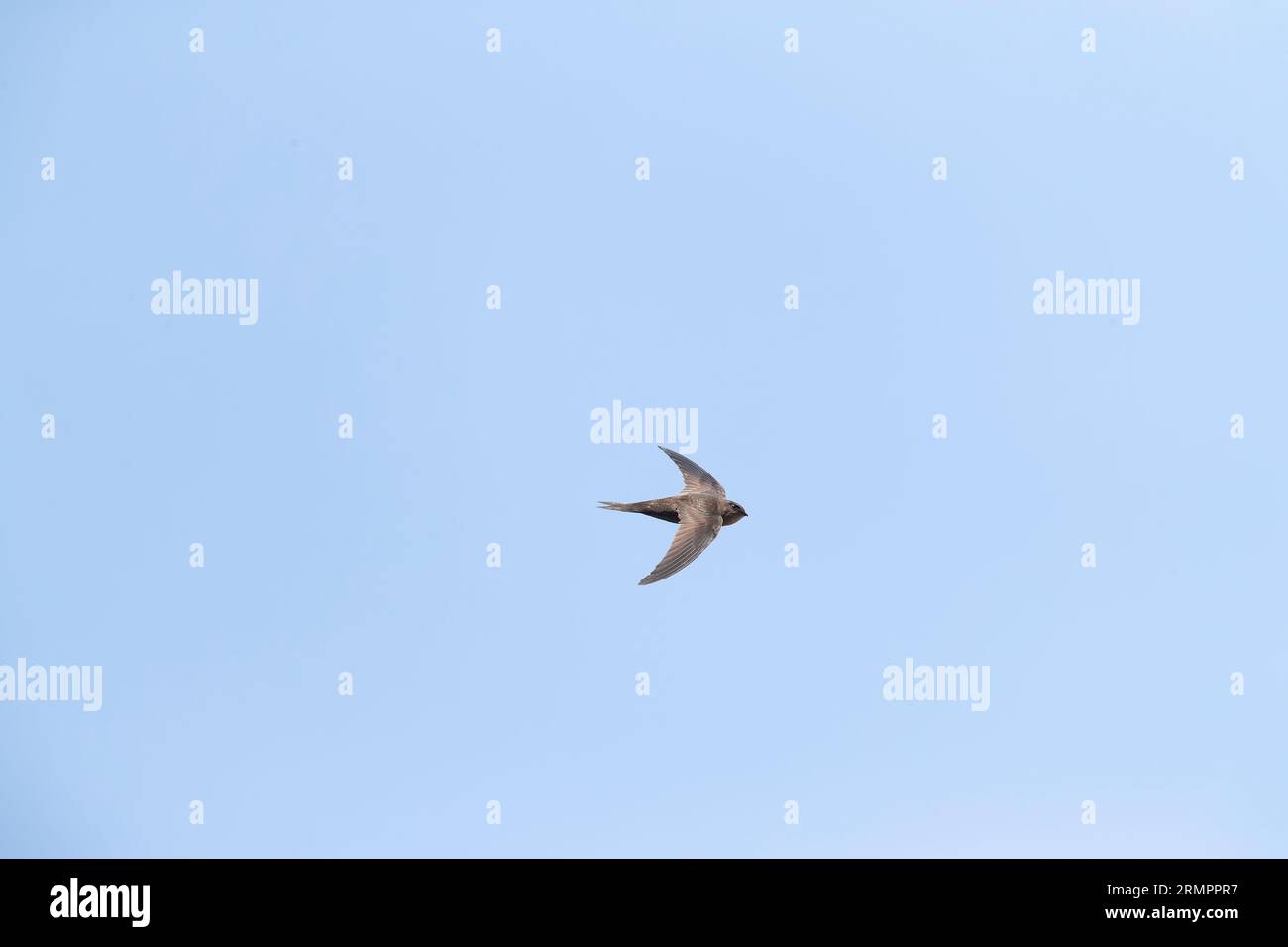 Plain Swift (Apus unicolor) in flight on island of Madeira Stock Photo - Alamy