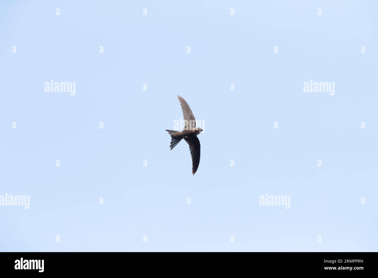 Plain Swift (Apus unicolor) in flight on island of Madeira Stock Photo - Alamy