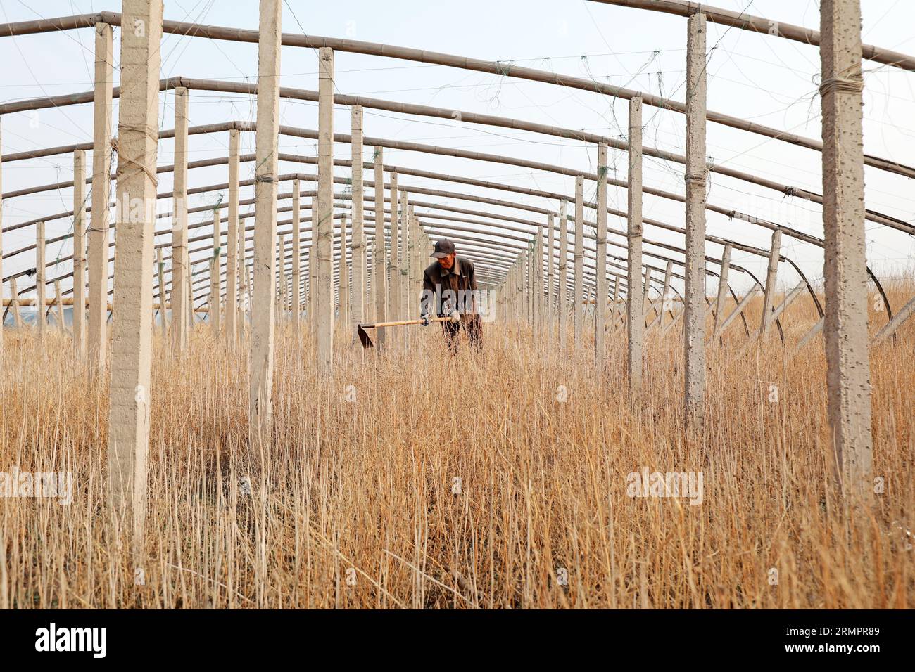 Yellow weeds hi-res stock photography and images - Alamy