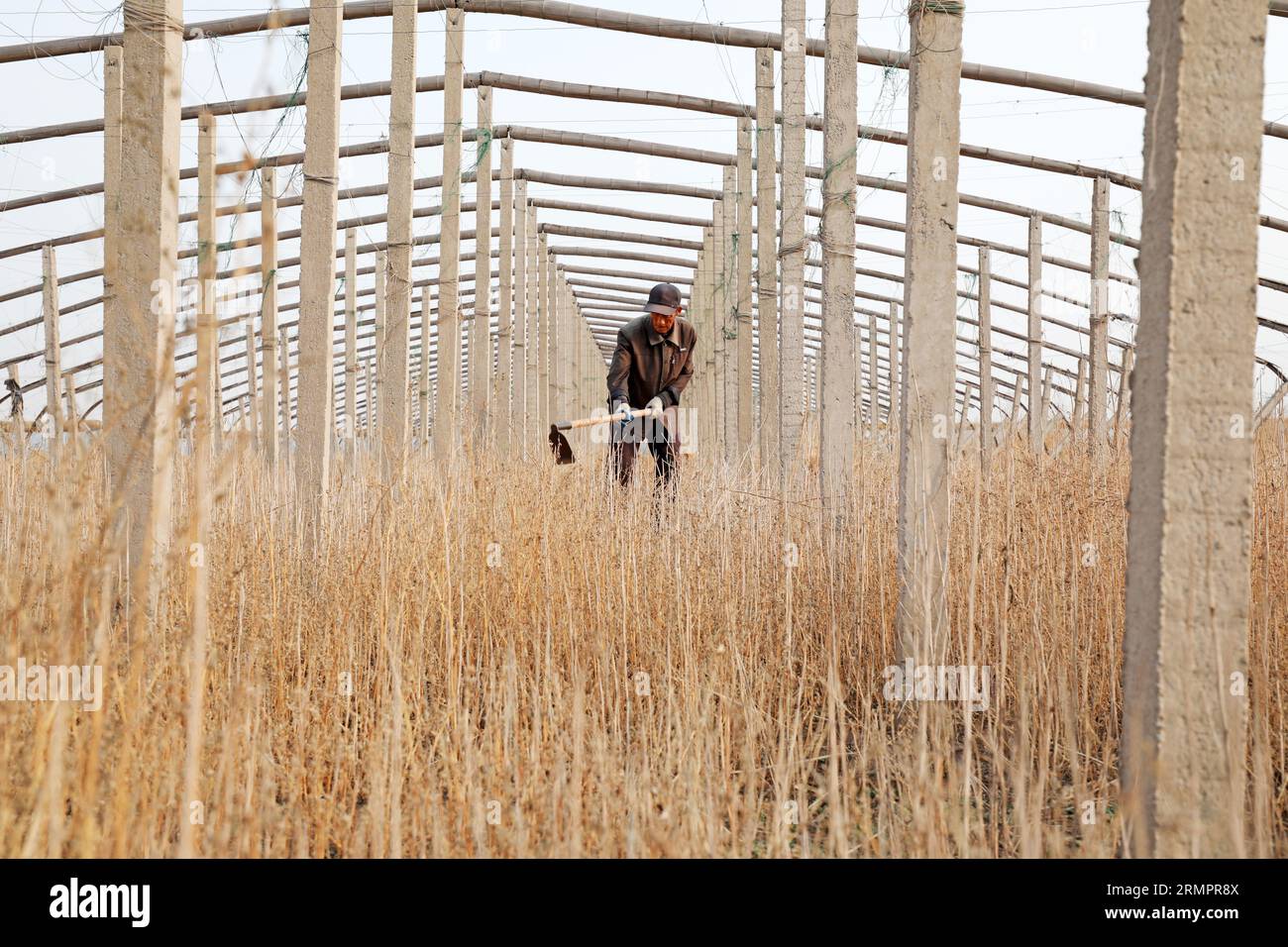 Yellow weeds hi-res stock photography and images - Alamy