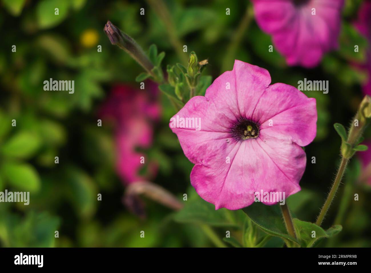 pretty pink petunias, unedited photo taken by Asia Koppenberg Stock ...