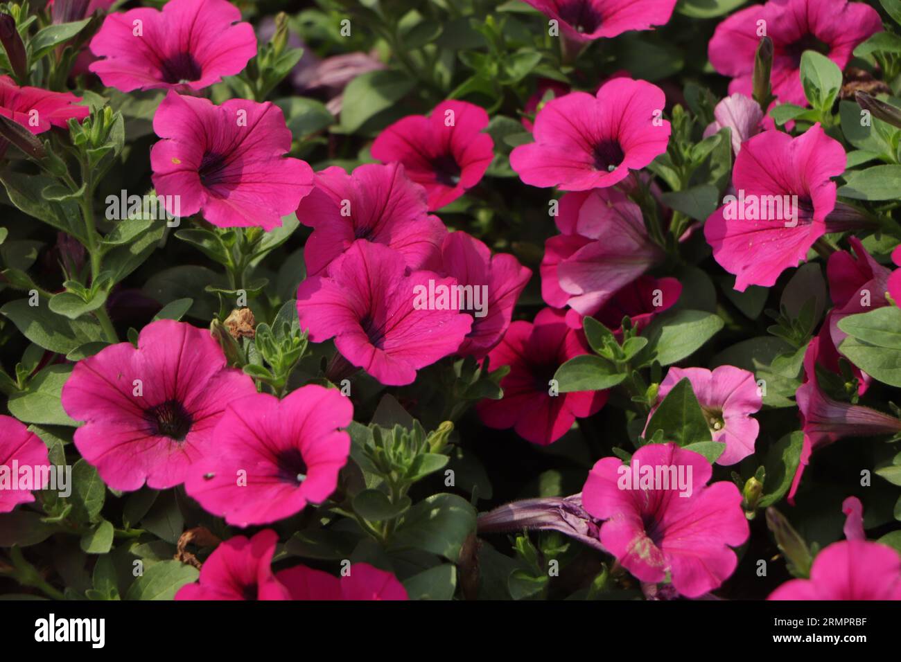 Font petunia flower hi-res stock photography and images - Alamy