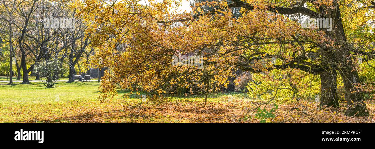 old oak tree with dry orange leaves. panoramic autumnal park scenery ...