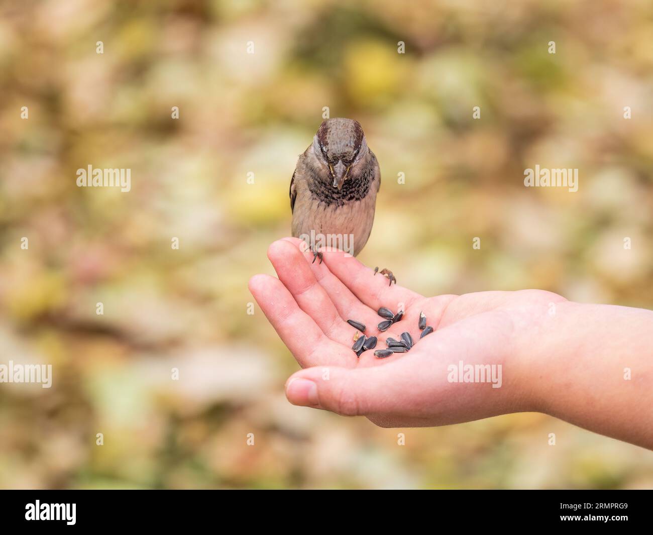Sparrow eats seeds from a man's hand. A Sparrow bird sitting on the ...