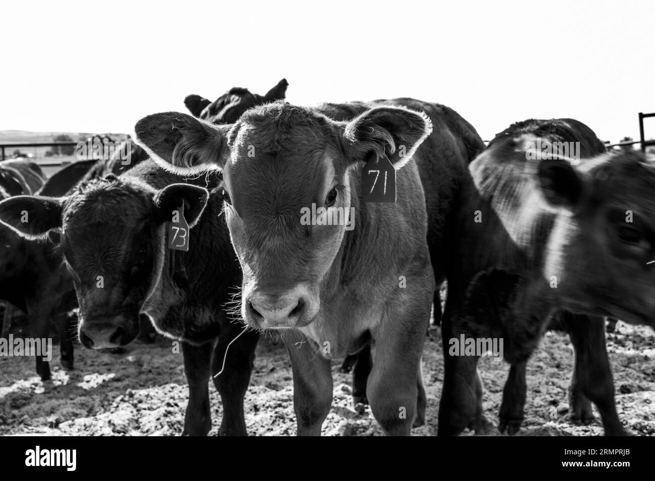 A group of cows gathered together in an outdoor, grassy field in ...