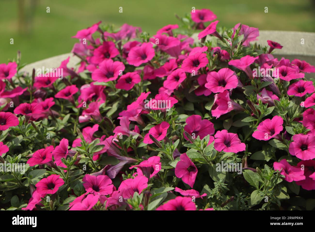Wallpaper petunia flower hi-res stock photography and images - Alamy