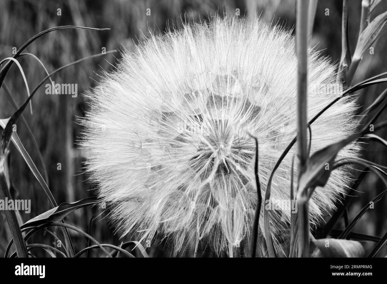 A close-up of a dandelion in full bloom, with its white, fluffy seeds ...