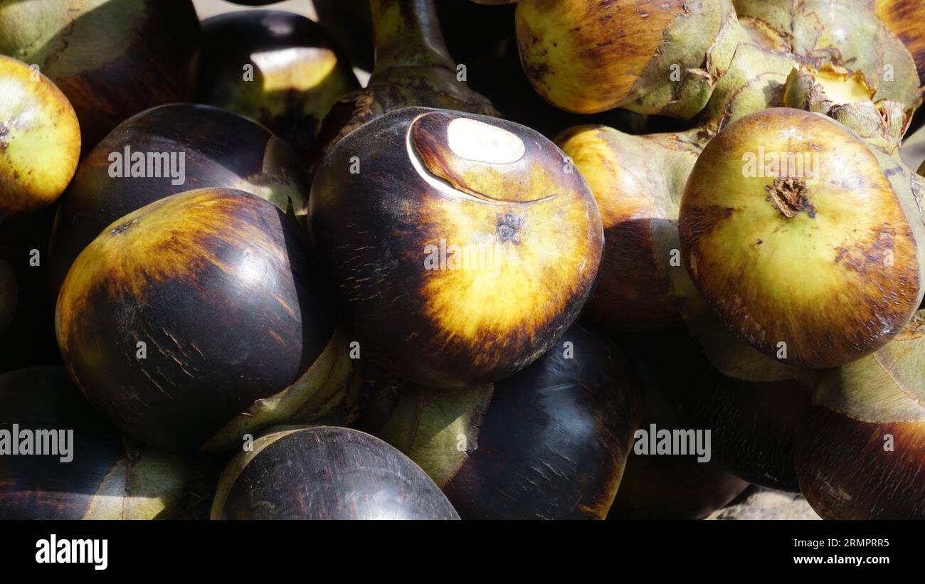 Borassus flabellifer (doub palm, palmyra palm, toddy palm, wine palm ...