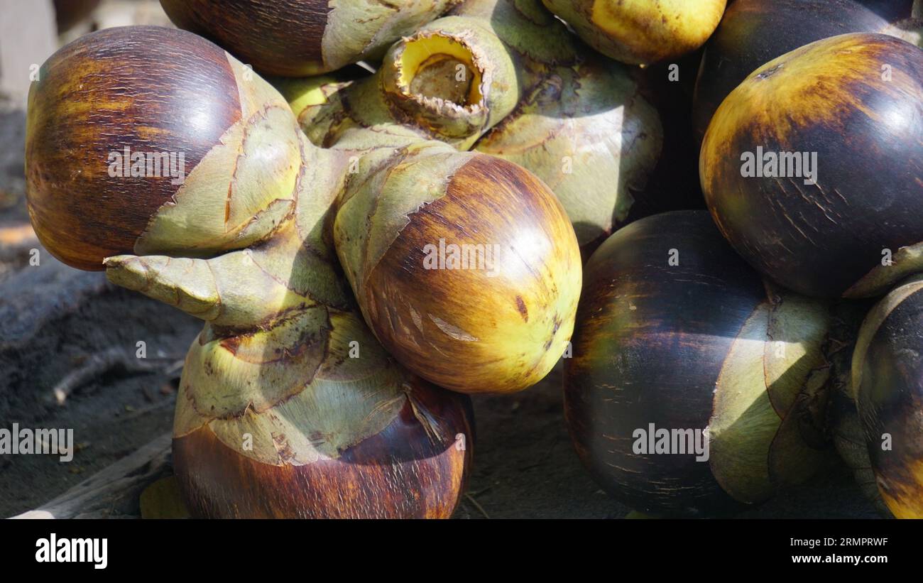 Borassus flabellifer (doub palm, palmyra palm, toddy palm, wine palm ...