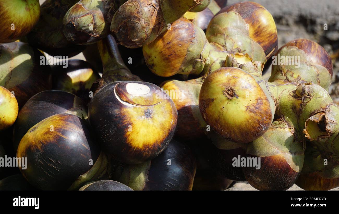 Borassus flabellifer (doub palm, palmyra palm, toddy palm, wine palm ...