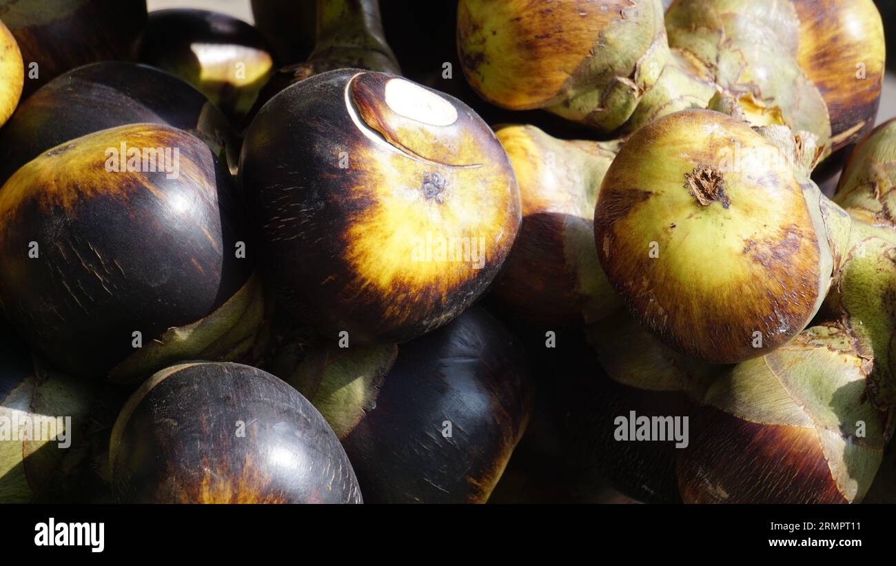 Borassus flabellifer (doub palm, palmyra palm, toddy palm, wine palm ...