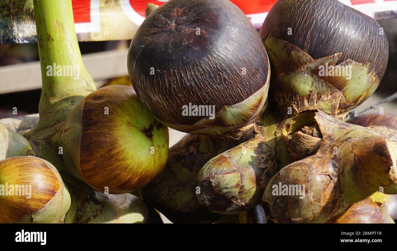 Pohon lontar hi-res stock photography and images - Alamy