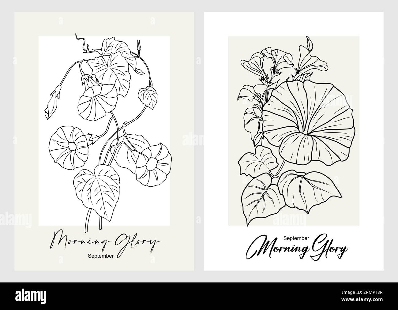 Set of Morning Glory, September birth month flower Stock Vector Image ...