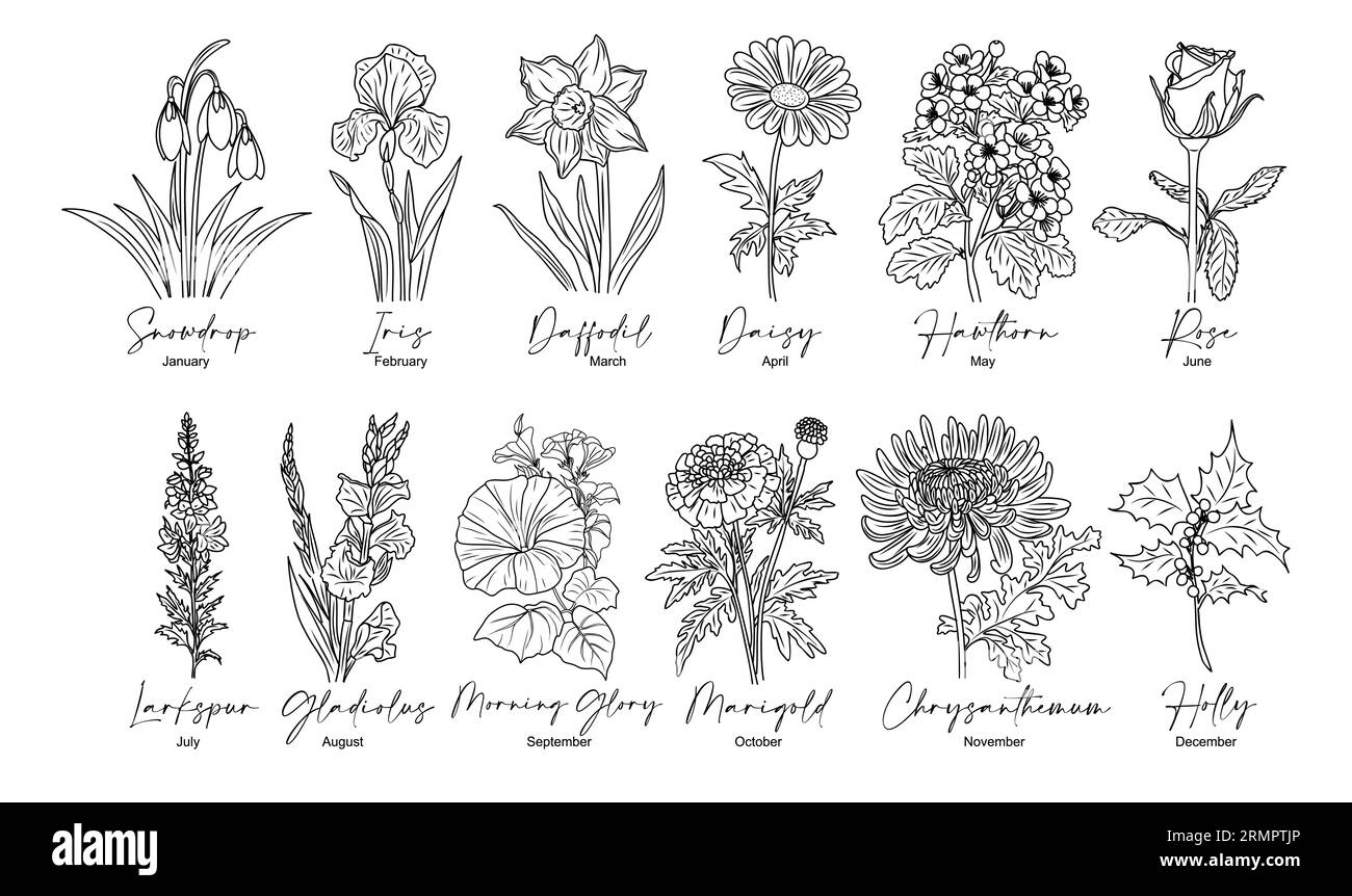 Set of birth flower line art vector illustrations Stock Vector Image ...