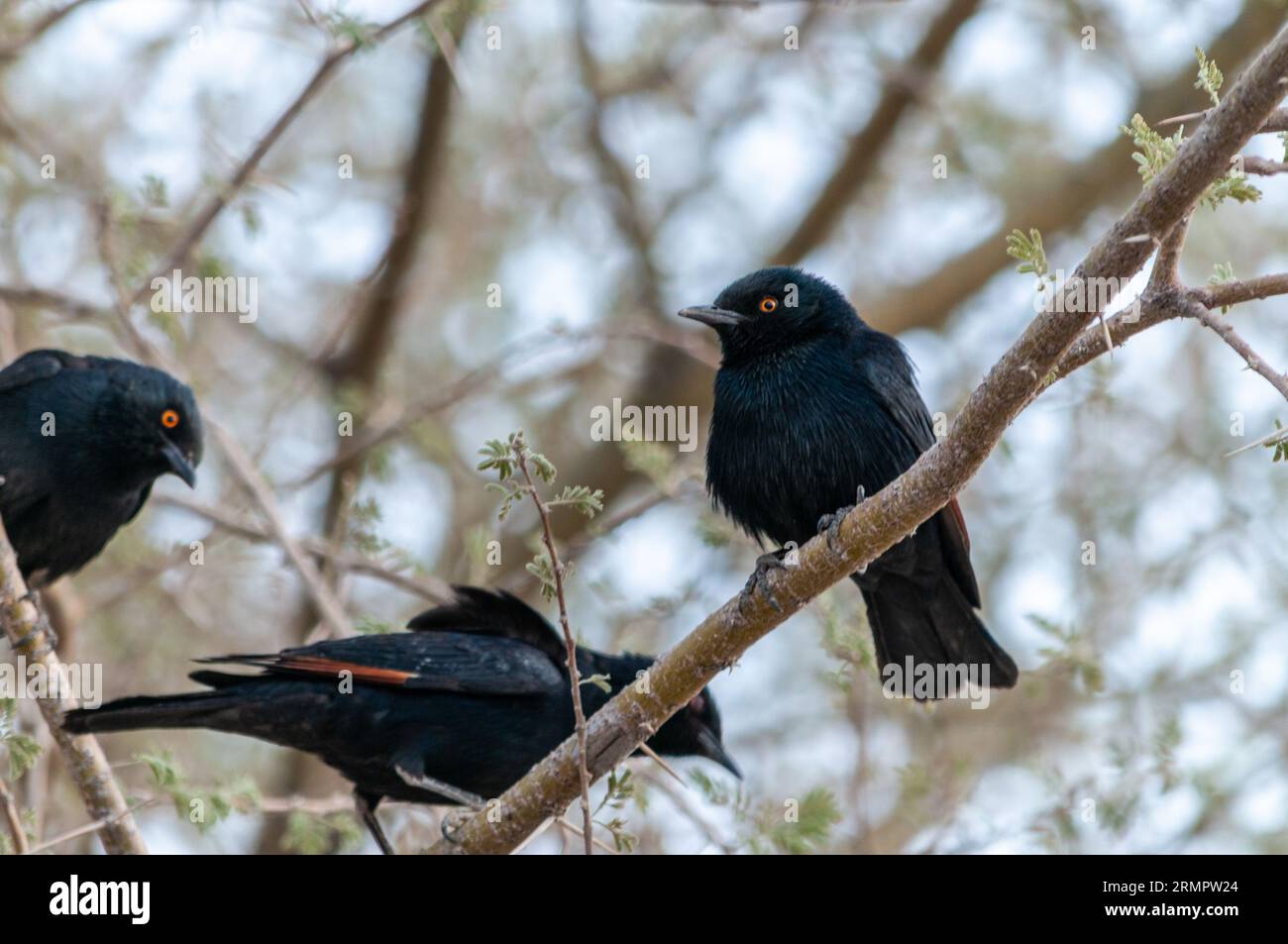 Telephoto of pale-winged starlings - Onychognathus nabouroup- sitting ...