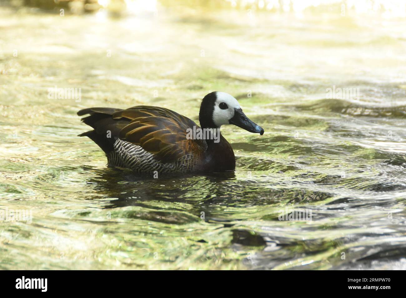 Los Angeles, California, USA 29th August 2023 White-Faced Whistling ...