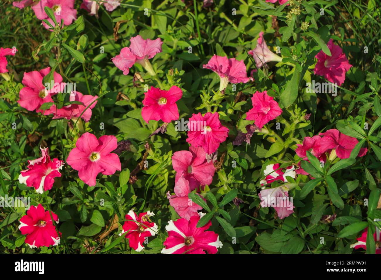 pretty pink petunias, unedited photo taken by Asia Koppenberg Stock ...