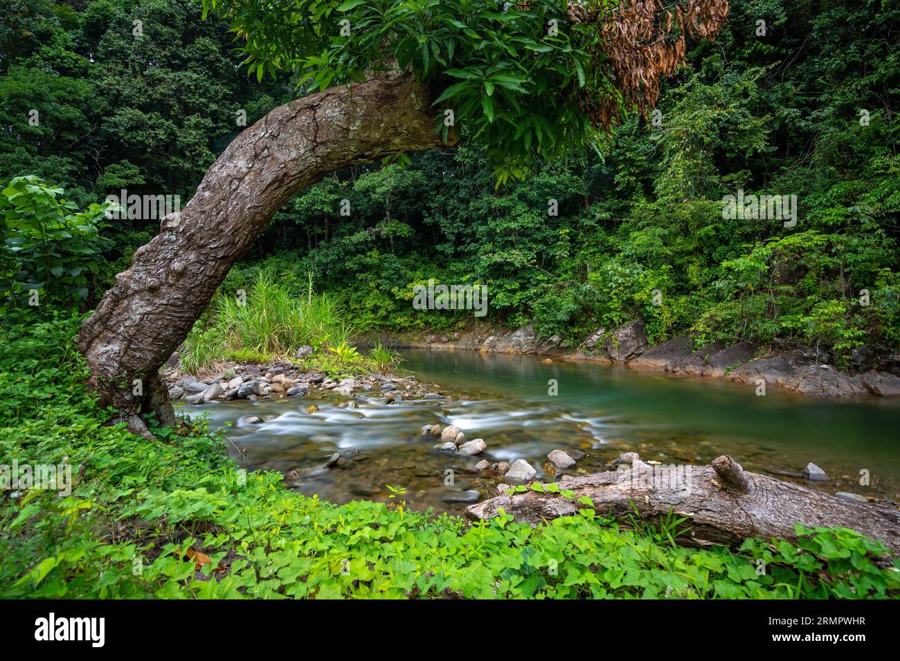 Trinidad and tobago river hi-res stock photography and images - Alamy