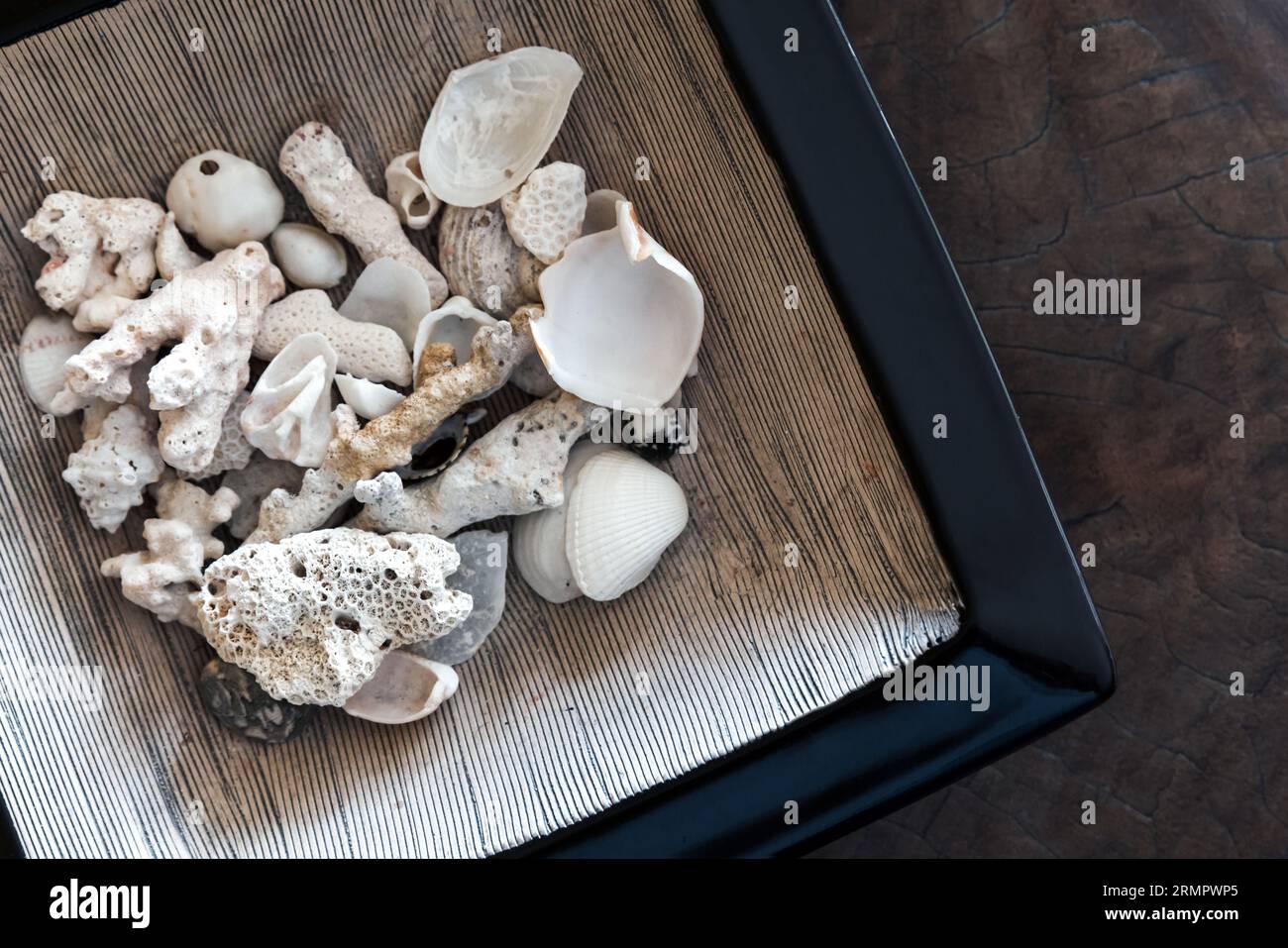 White shells hi-res stock photography and images - Alamy