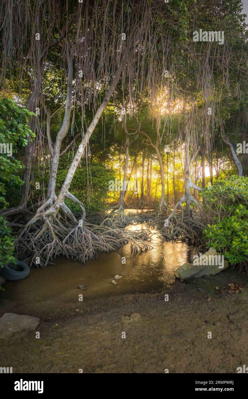 Mangrove Swamp at Manzanilla Trinidad Stock Photo - Alamy