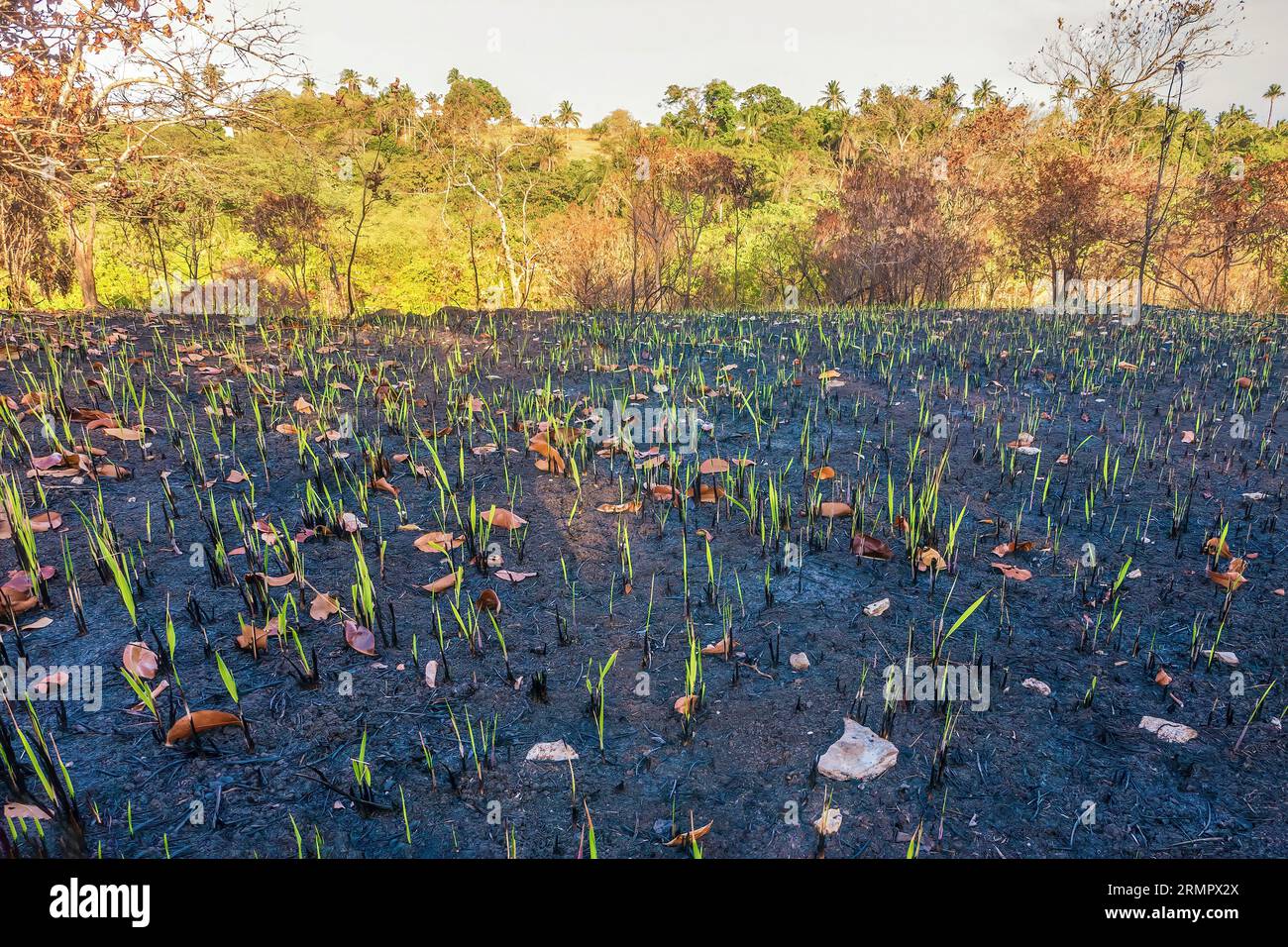 Wide shot of new blades of green grass growing from the ashes of burned ...